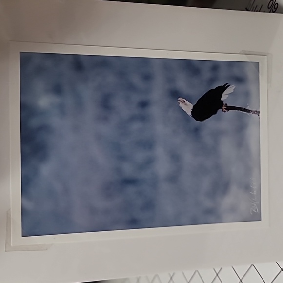 Barton C. Whitecotton | Art | Eagle Picture By Barton C Whitecotton ...